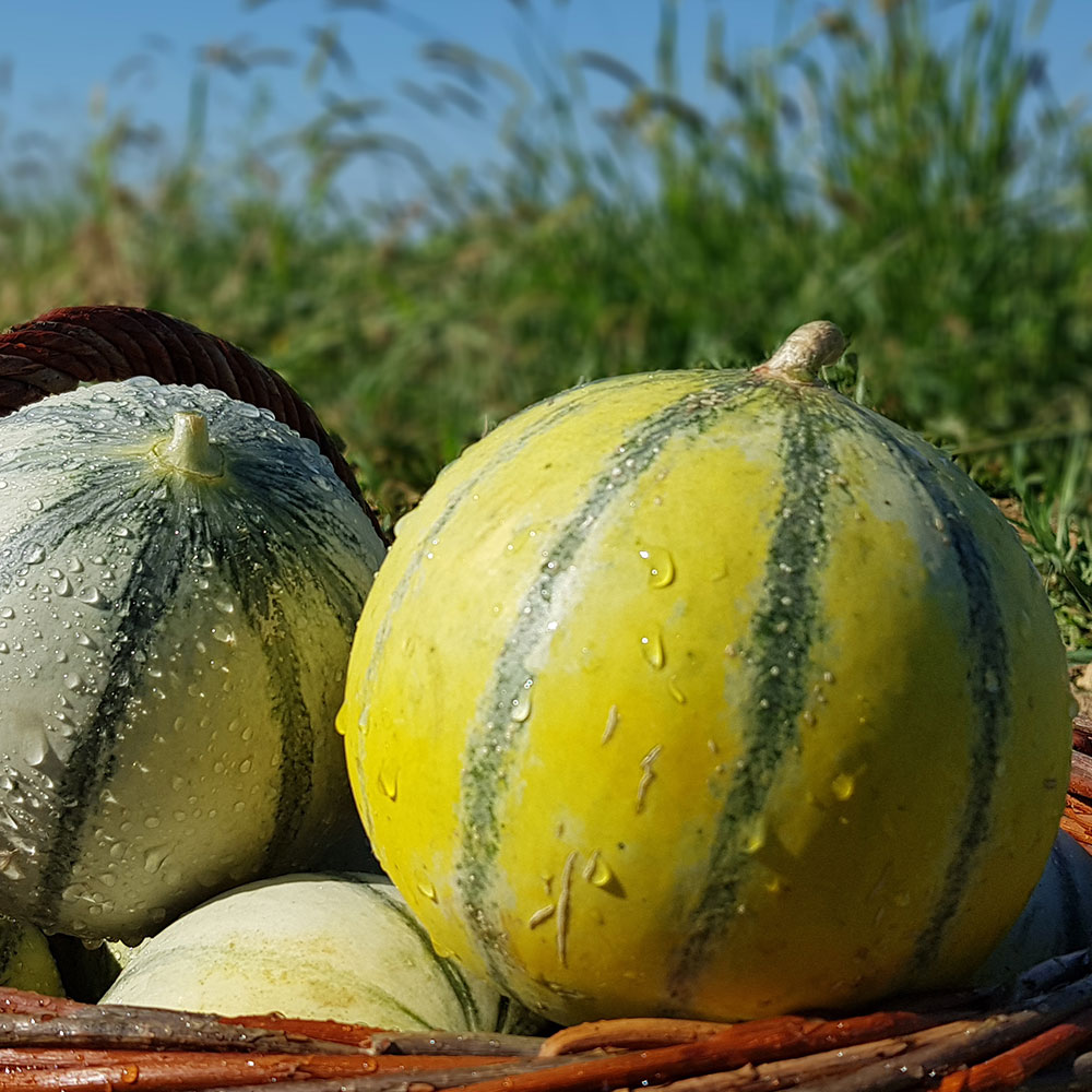 About GliSODin - glisodin sod - gliadin complex