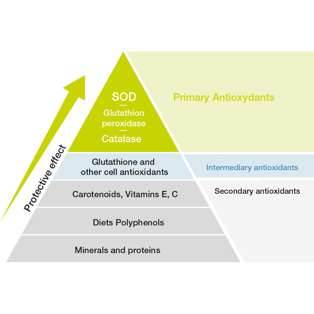 About GliSODin - glisodin sod - gliadin complex